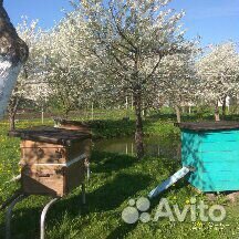 Отводки пчел (спб)