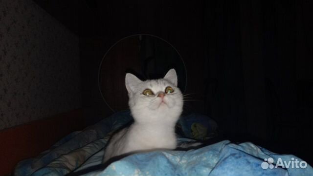 Шотландский скоттиш-страйт