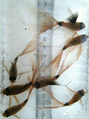 Сомики коридорас Панда вуаль