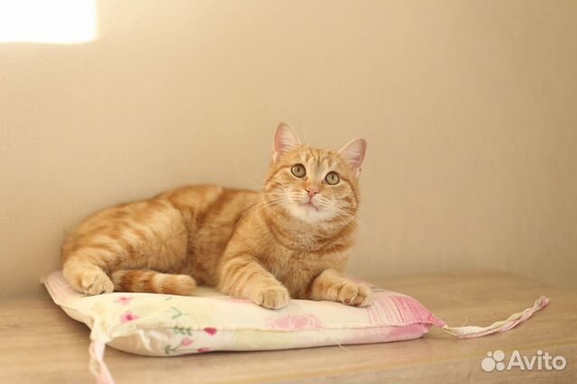 В добрые руки