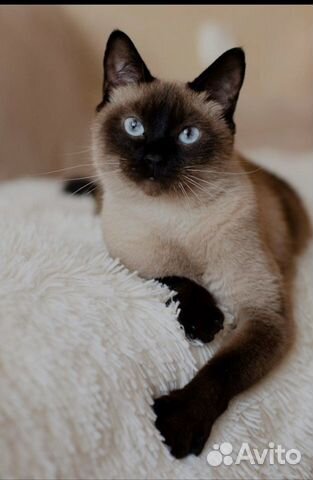 Мальва тайская кошка