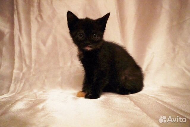 Котёнок девочка в самые заботливые руки