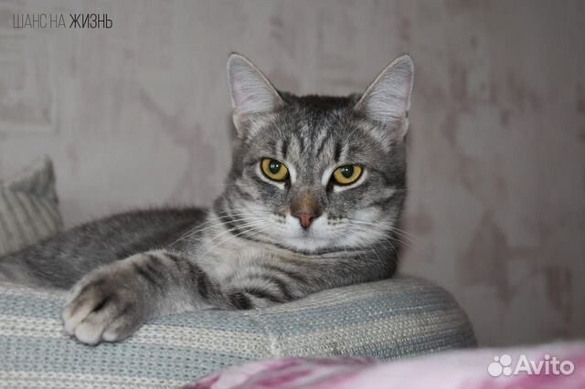 Тимоша нежный котик