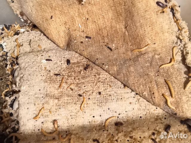 Червь мучной