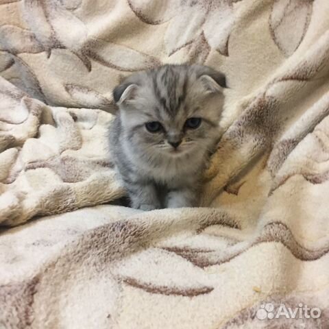 Шотландская вислоухая