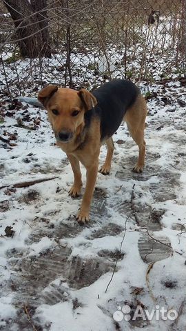 Шурочка в добрые руки