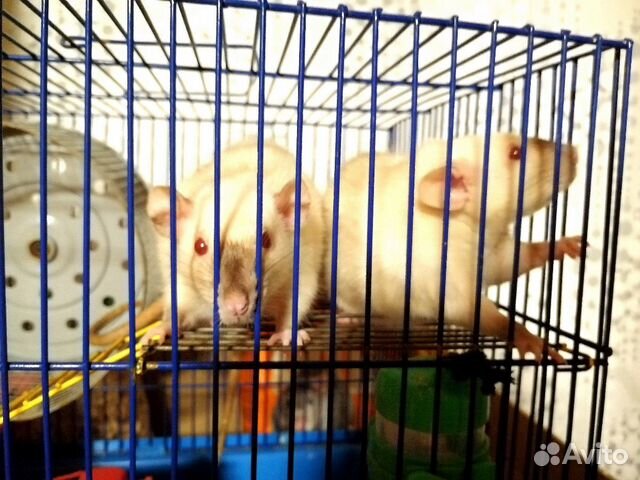 2 крыски дамбо + клетка