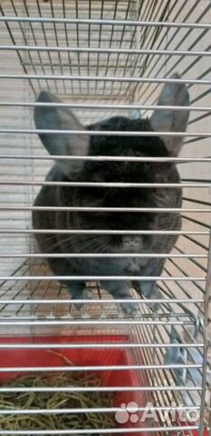 Шиншила с клеткой