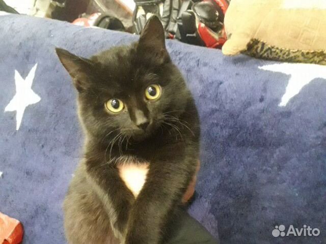 В дар котенка. мальчик. 4 месяца