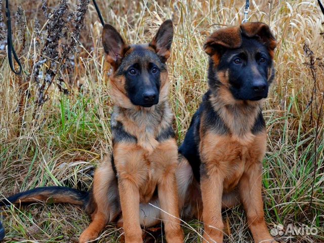 Супер Щенки Немецкой Овчарки