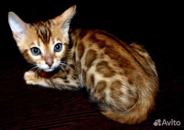 Бенгал. 1,5 месяца