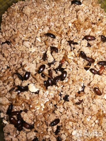 Жук Знахарь