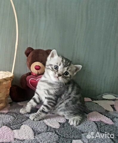 Мальчик снежный барсик