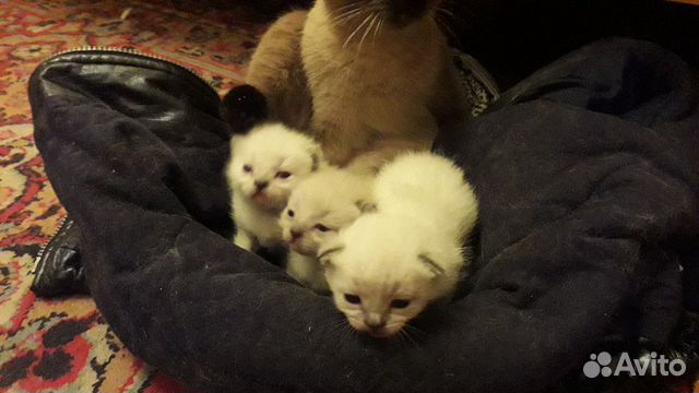 Кошки Тайцы