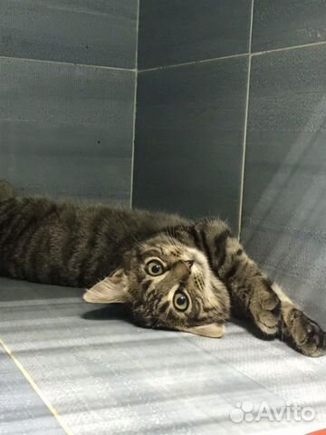 Котёнок 3 мес мальчик серо Полосатый