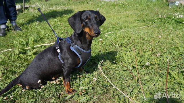 Особенная такса Тучка ждет особенную семью