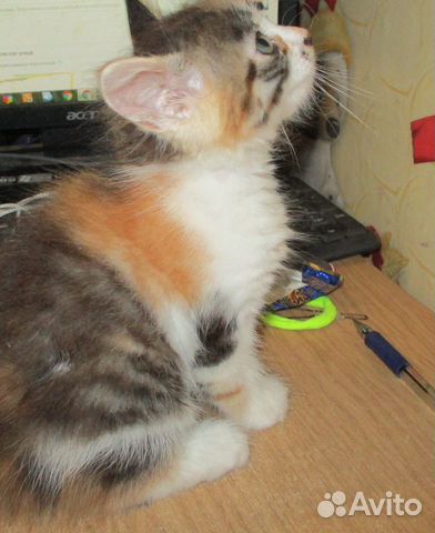 Котенок 1.5 мес