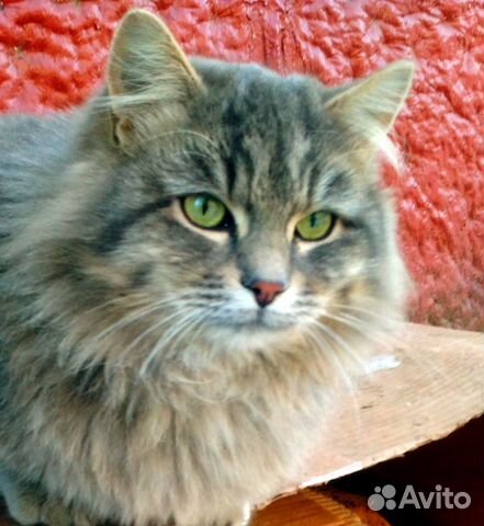 Котя - ласковый пушистик