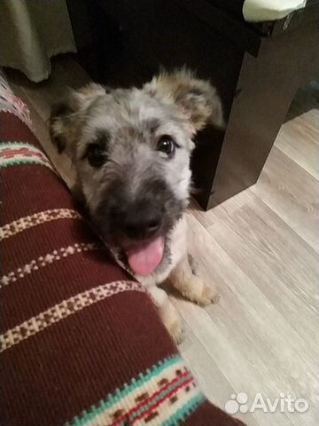 Щенок помесь на охрану или охоту