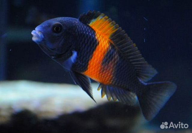 Трофеус бемба, tropheus bemba