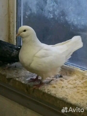 Голубь мясной