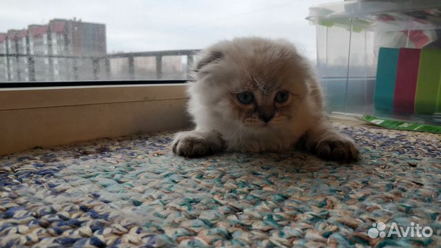 Шотландский вислоухий длиношерстный котёнок