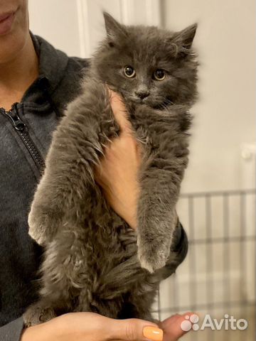 Очень красивый котик в дар, 3,5 мес