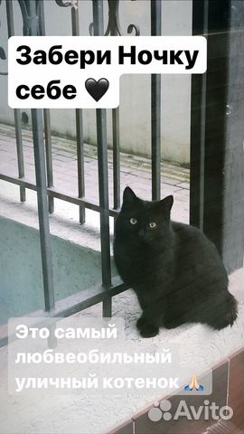 Кошка Ночка