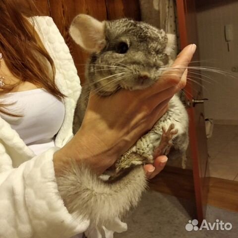 Продам шиншиллу девочку вместе с клеткой