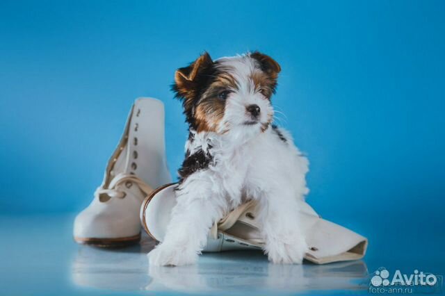 Щенки Бивер Йорка