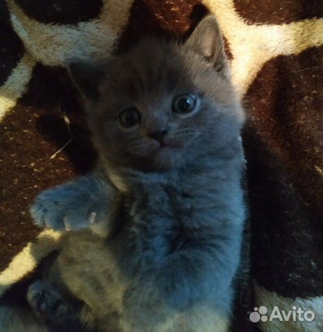 Британские мальчишки)