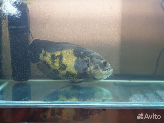 Астронотус