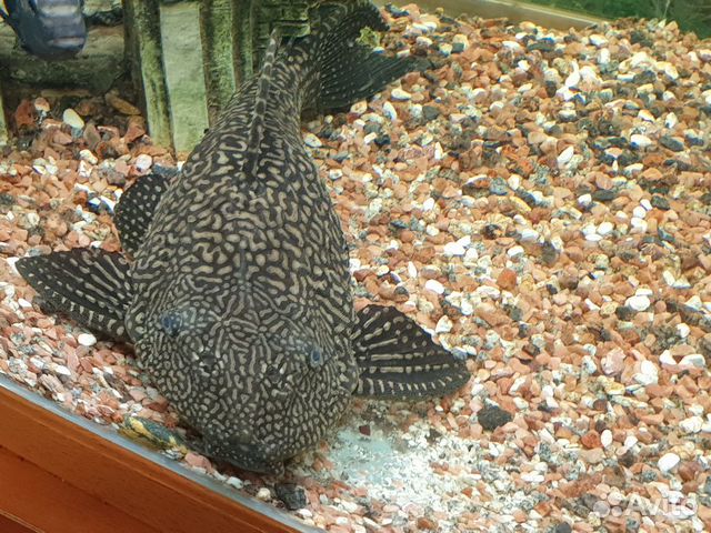 Сом птеригоплихт 35см