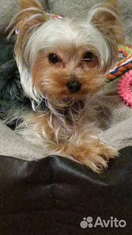 Вязка Йоркширский терьер-мини