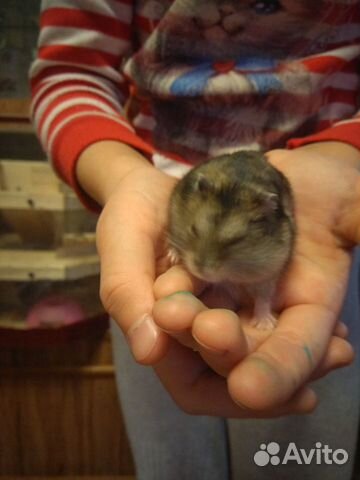 Джунгарские хомячки