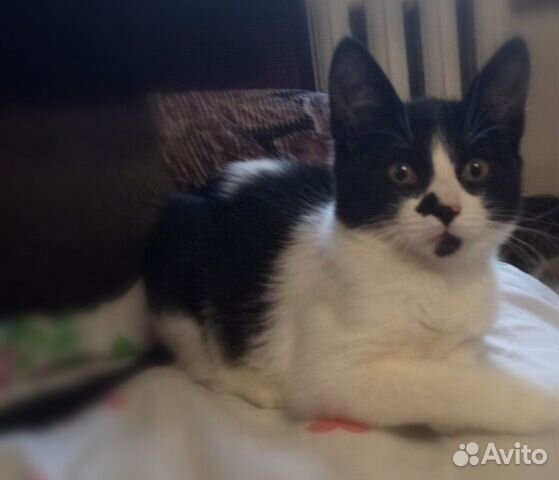 Отдам симпатичного котёнка(кошечку) в хорошие руки