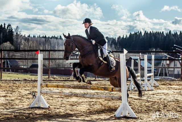 Надёжный мерин для детей. Рысистая помесь