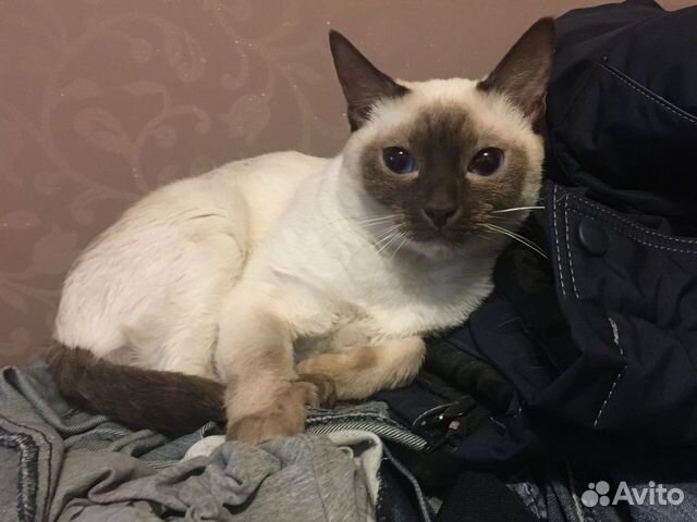 Тайская кошечка