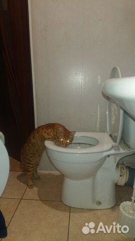 Отдам тигра в хорошие руки