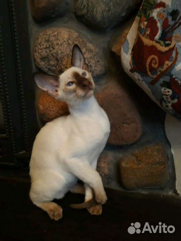 Сиамские ориентальные котята