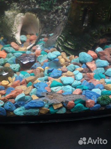 Рак аквариумный