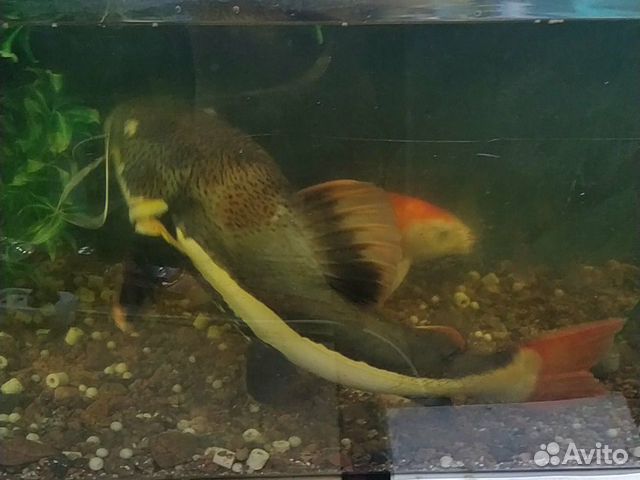 Краснохвостый сом