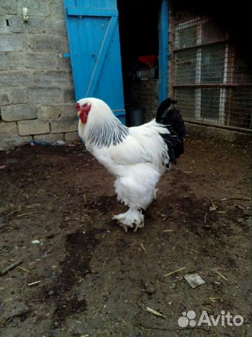 Петух