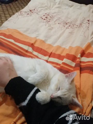 Котик породы Бурмилла в добрые руки