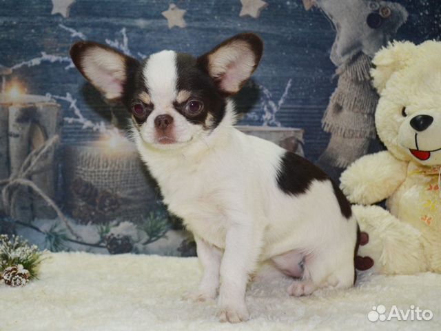 Девчушка веселушка