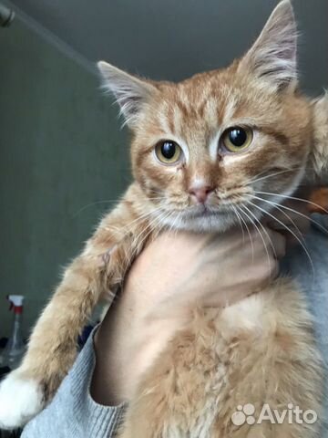 Бонифаций с паспортом