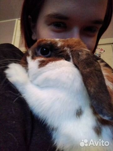 Продам милого кролика