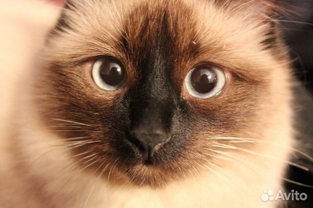 Отдам кошку в добрейшие тёплые руки