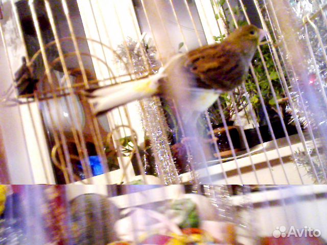 Ищем кенара для канарейки