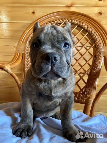 Мальчик Американский булли